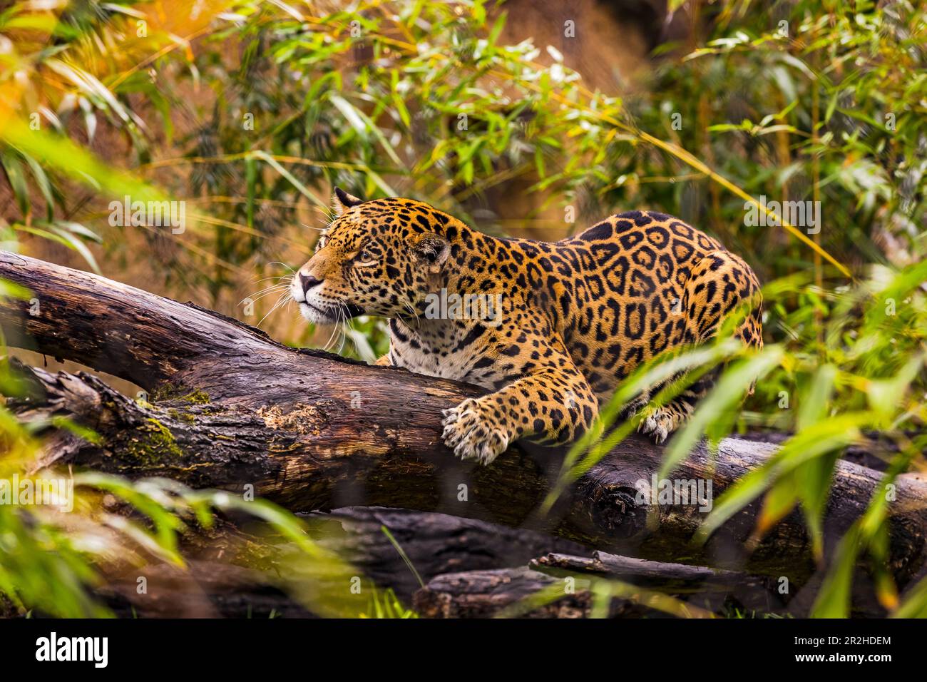 A striking jaguar about to pounce at Berlin Zoo, Berlin, Germany Stock ...