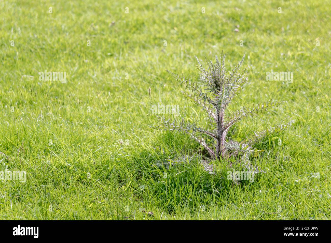 Solitary isolated pre-flowering Marsh Thistle / Cirsium palustre ...