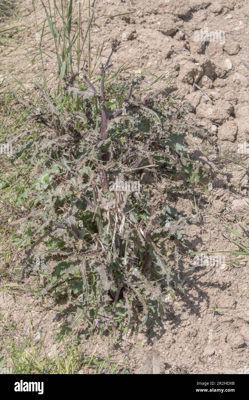 Dead specimen of Marsh Thistle / Cirsium palustre which has been spot ...