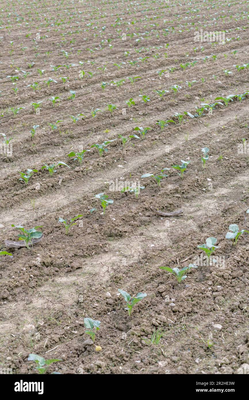 Commonly grown vegetables hi-res stock photography and images - Alamy