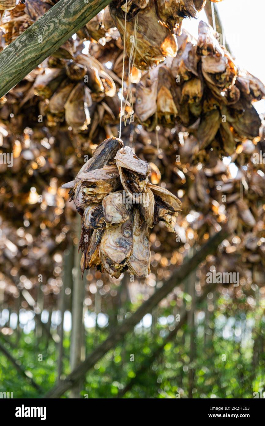 Norway, Lofoten, Fish heads hung up to dry Stock Photo - Alamy