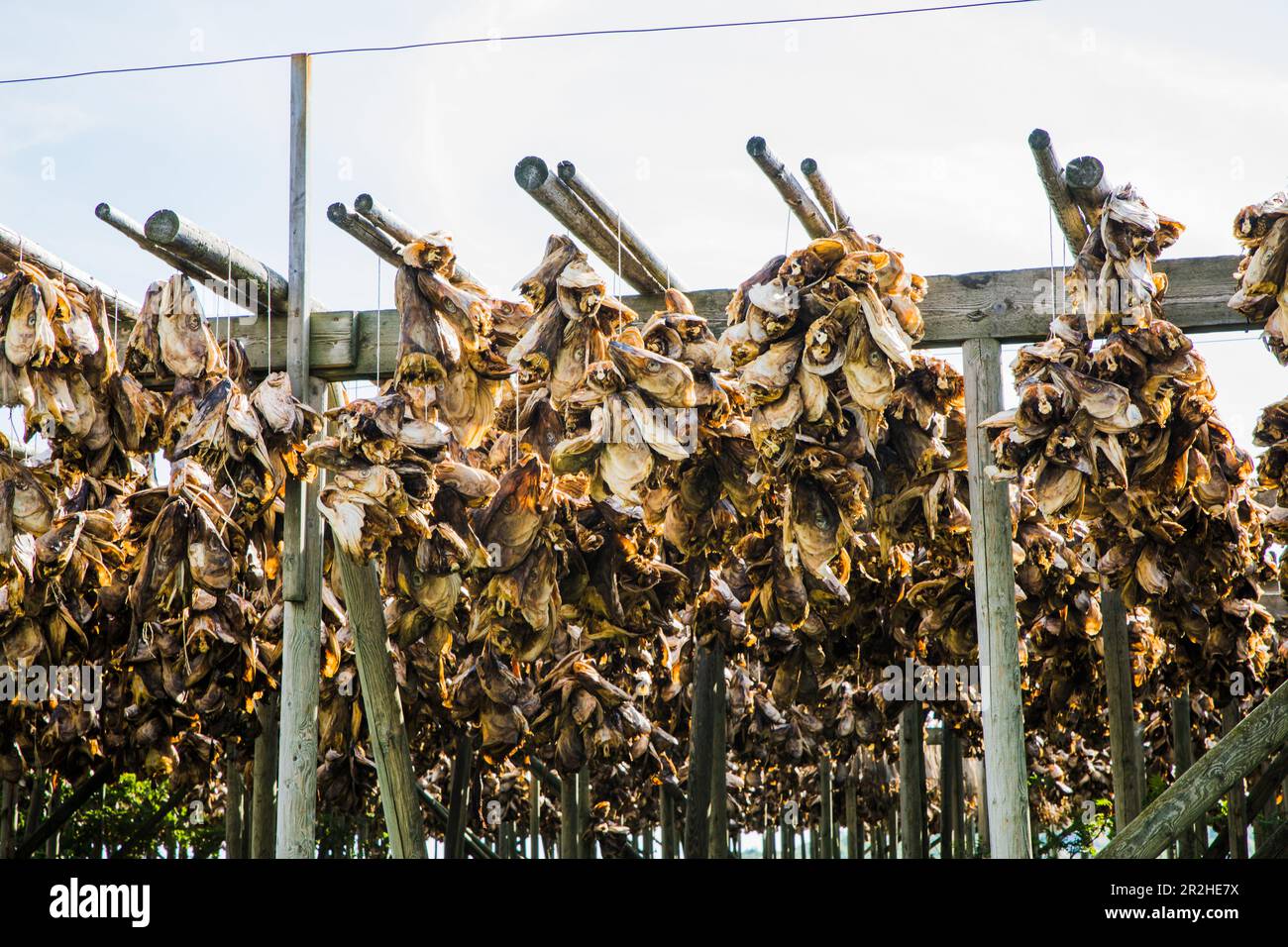 Fish hung out to dry hi-res stock photography and images - Alamy