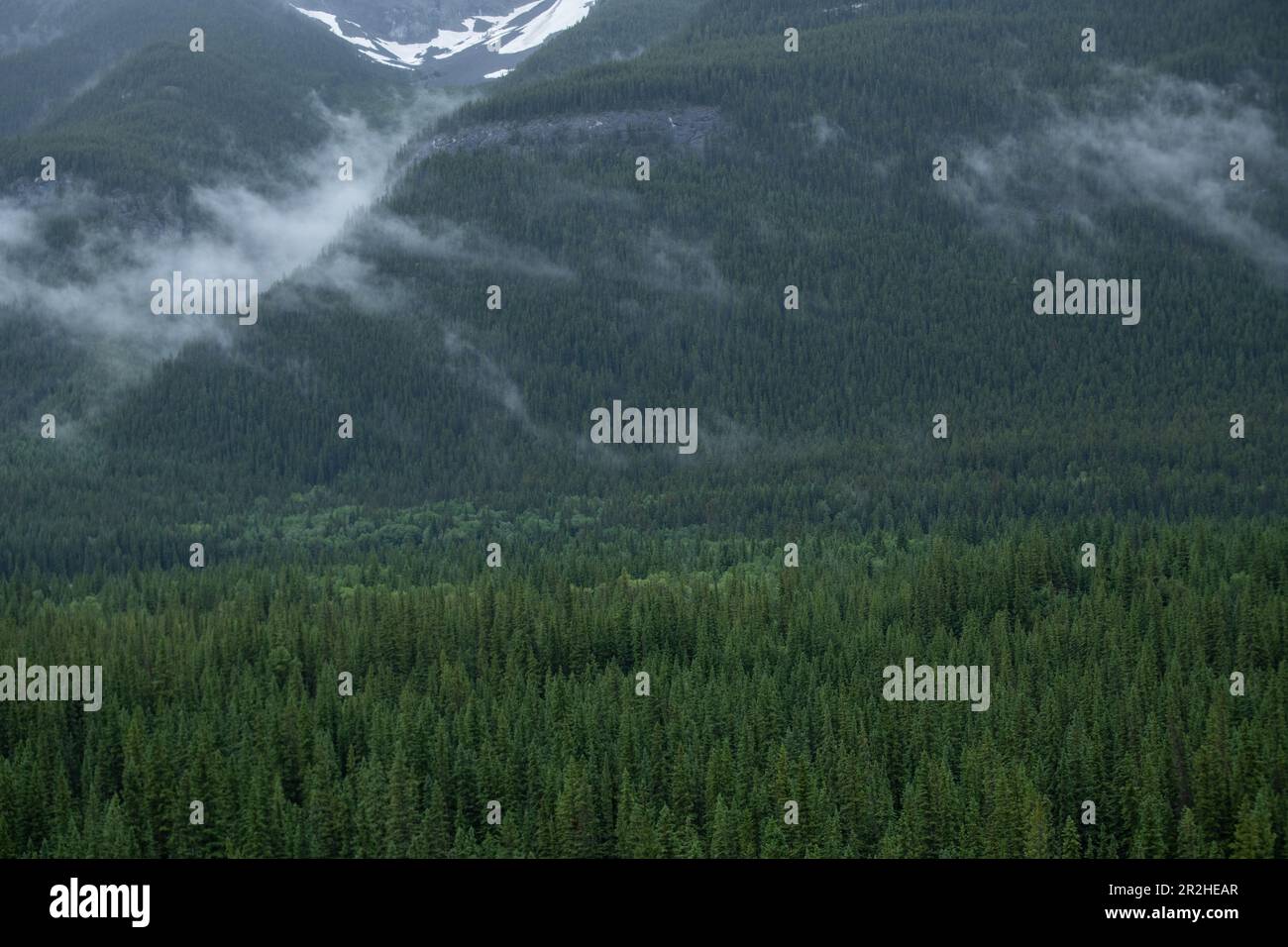 Misty mountain pine forest in the Canadian Rockies Stock Photo - Alamy