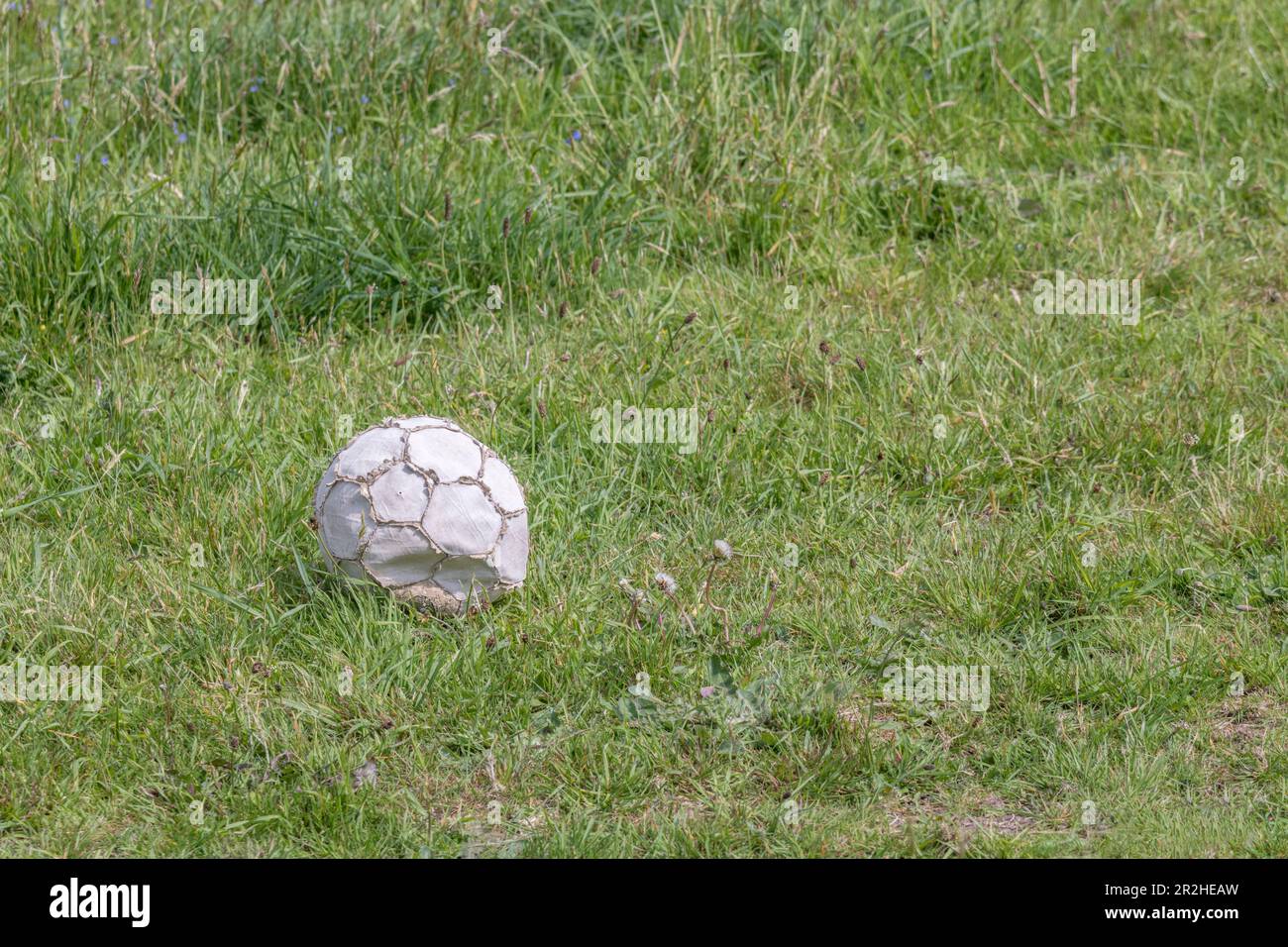 Very old and decrepit football which has lost the laminated black and ...