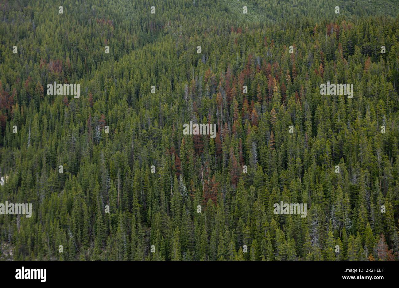 Panoramic shot fir trees hi-res stock photography and images - Alamy