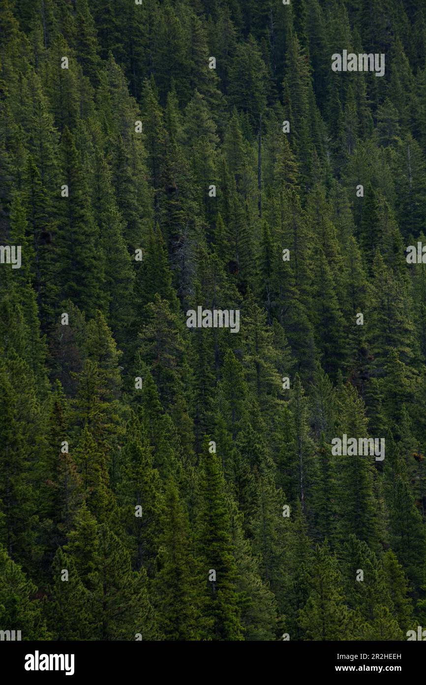 Ecological forestry canada hi-res stock photography and images - Alamy