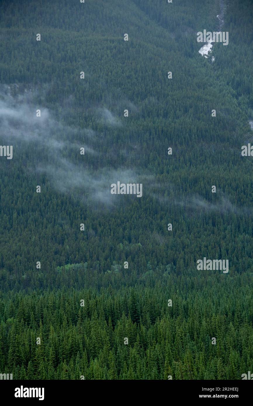 Misty mountain pine forest in the Canadian Rockies Stock Photo - Alamy