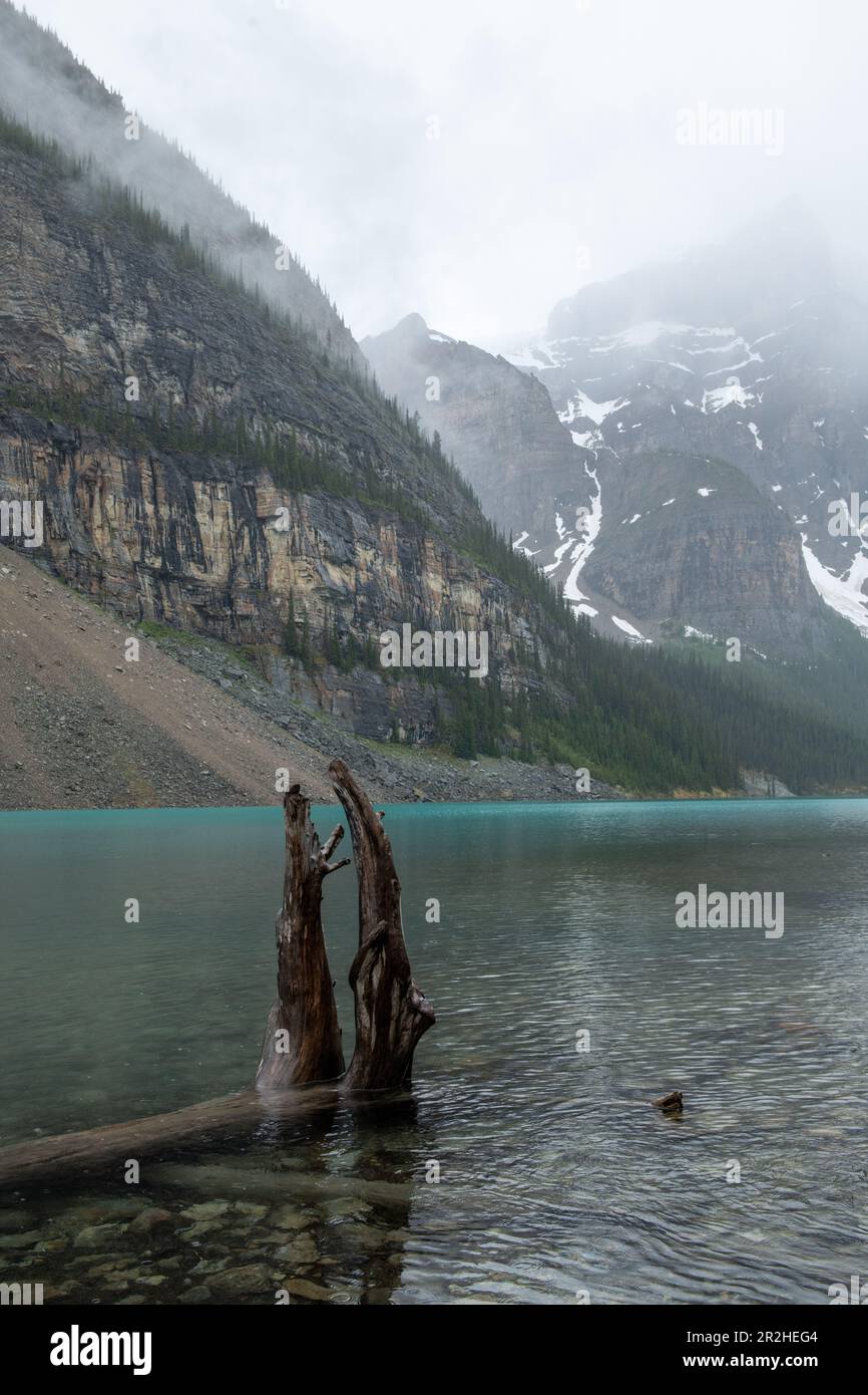 Old broken tree bark sticking out of a turquoise lake in Banff Stock ...