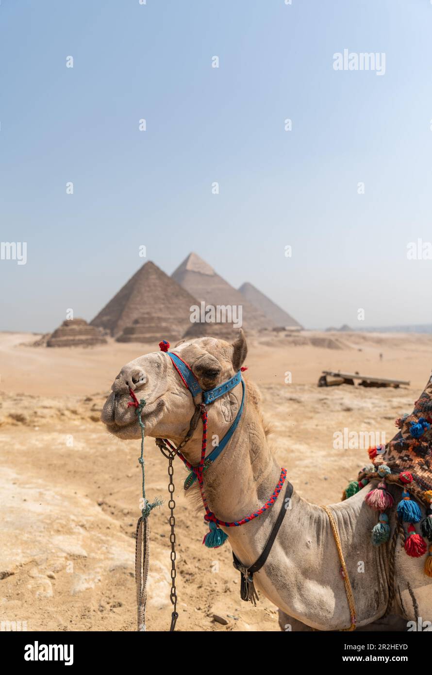Camel standing in front of the Pyramids of Giza Stock Photo - Alamy