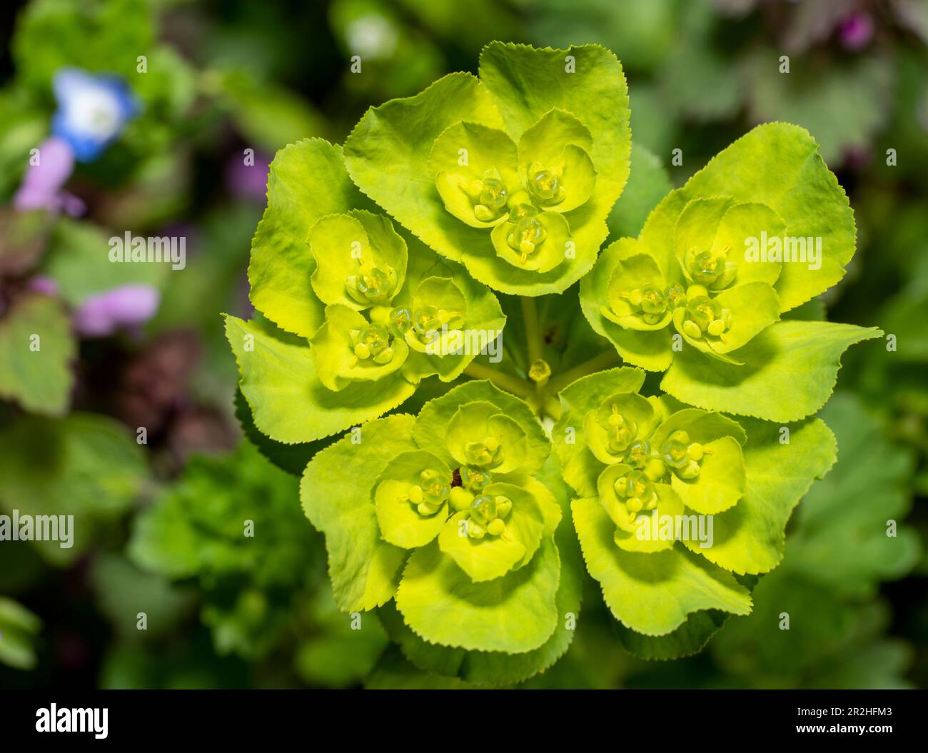Summer spurge hi-res stock photography and images - Alamy