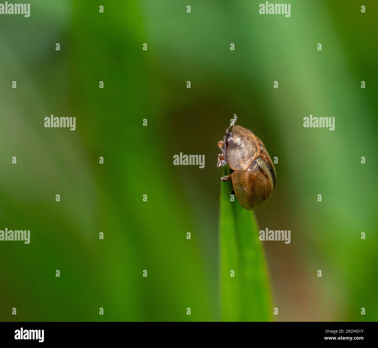 Cassida nobilis hi-res stock photography and images - Alamy