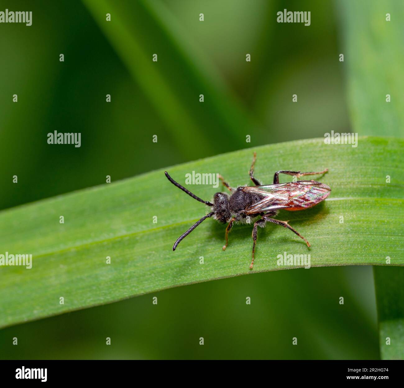Bee grass hi-res stock photography and images - Alamy