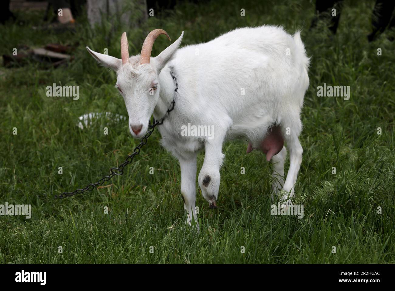 Injured goat hi-res stock photography and images - Alamy