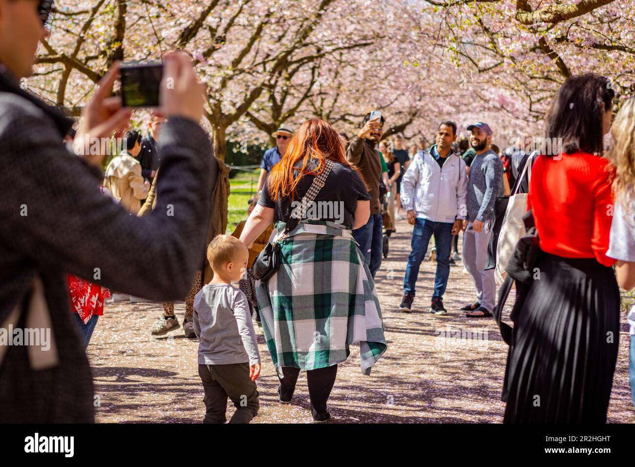 People visiting the cherry tree spring blossom at Bispegjerg cemetery ...