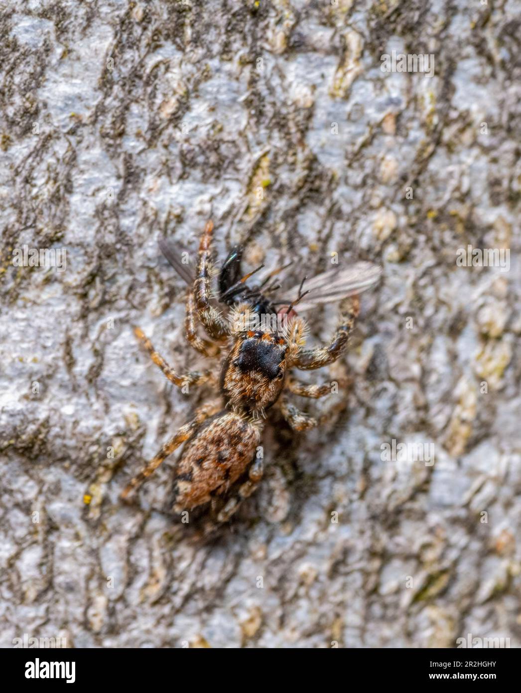 Female carrhotus xanthogramma jumping spider with prey on tree bark ...