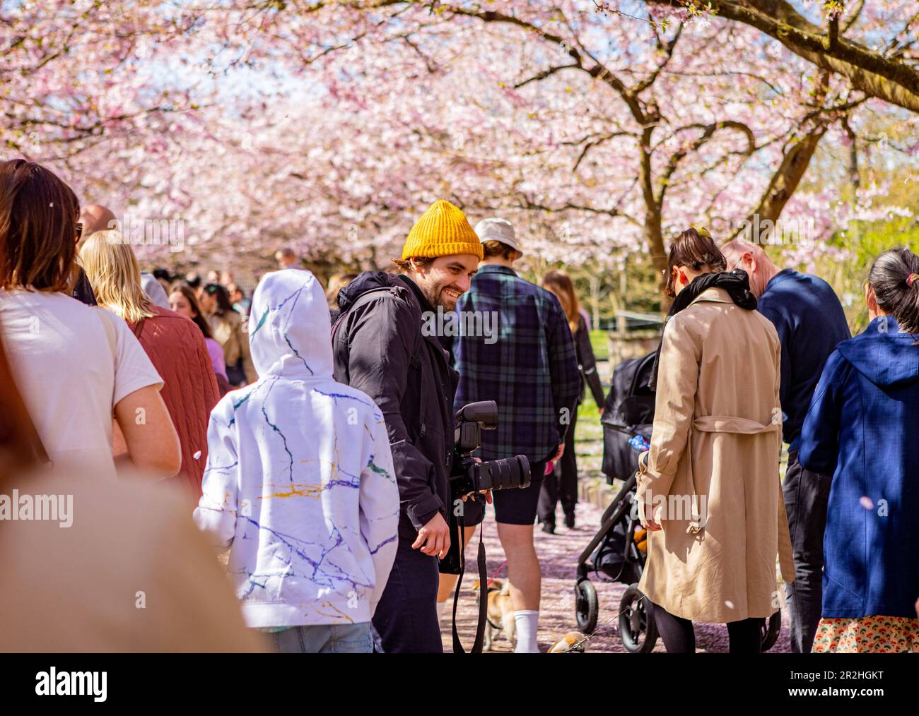 People visiting the cherry tree spring blossom at Bispegjerg cemetery ...