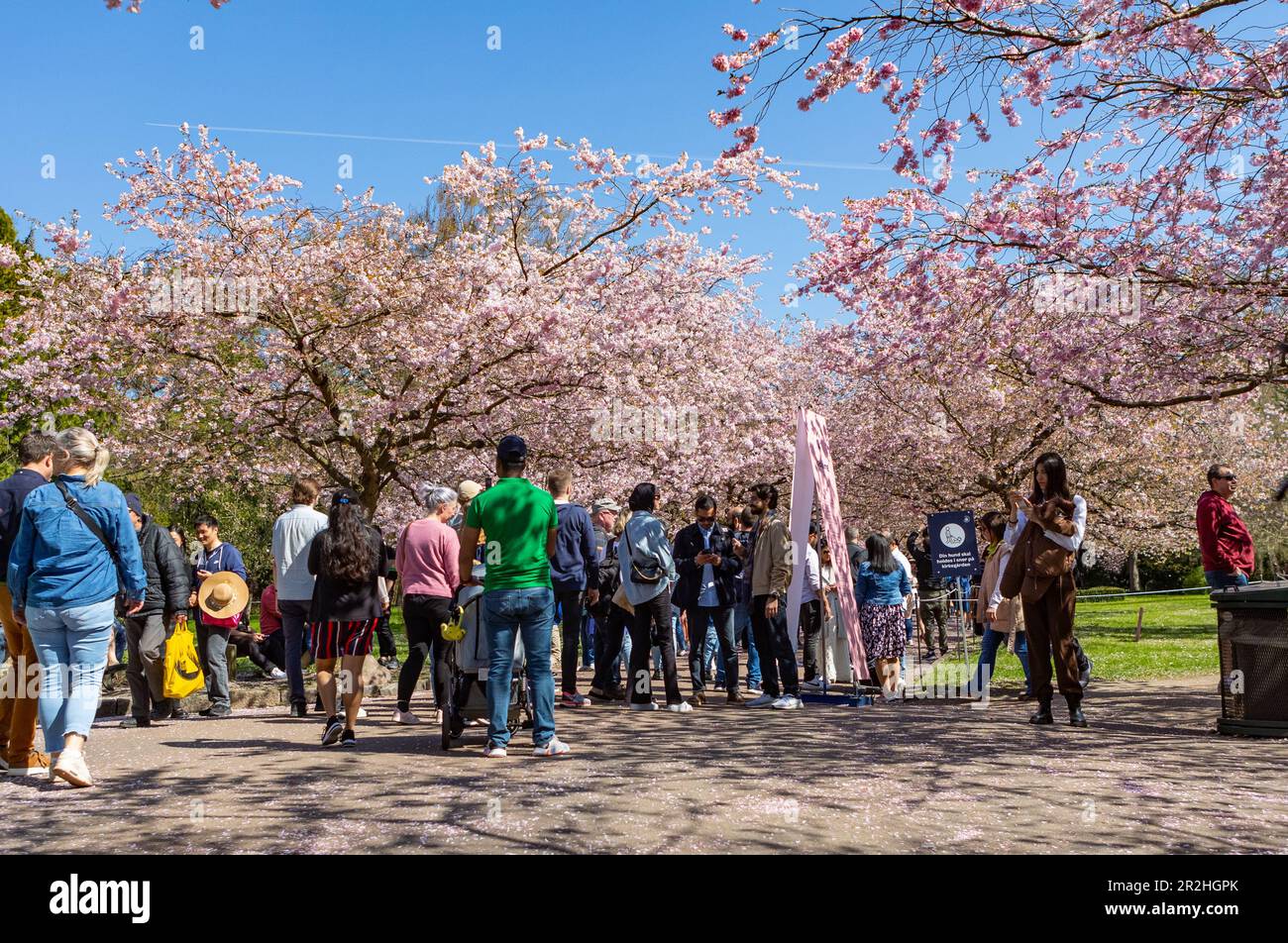 People visiting the cherry tree spring blossom at Bispegjerg cemetery ...