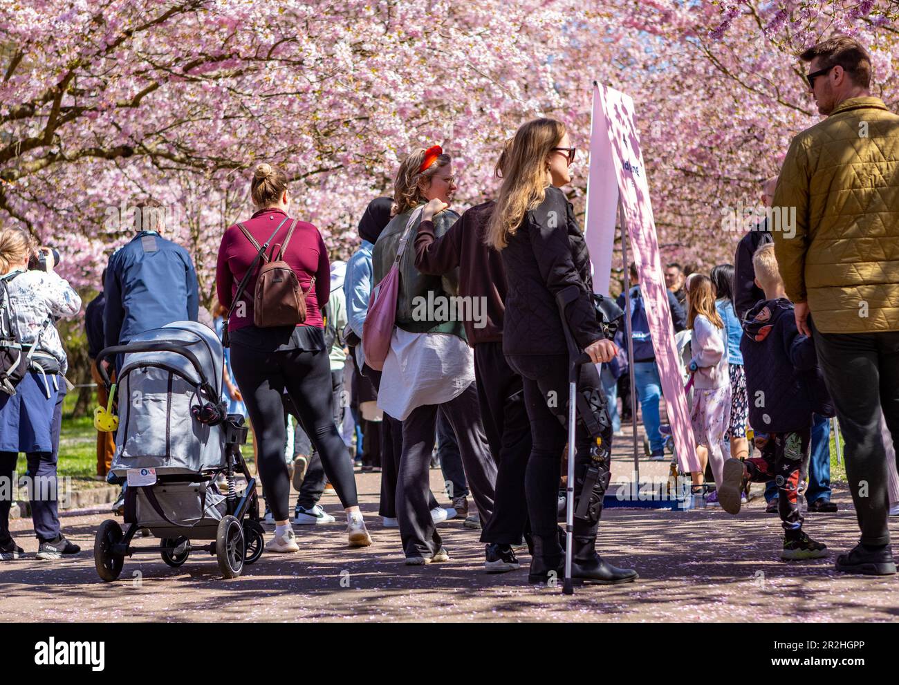 People visiting the cherry tree spring blossom at Bispegjerg cemetery ...