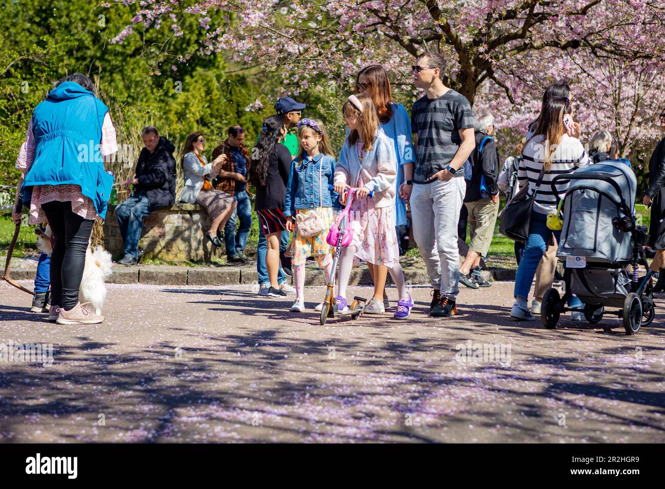 People visiting the cherry tree spring blossom at Bispegjerg cemetery ...