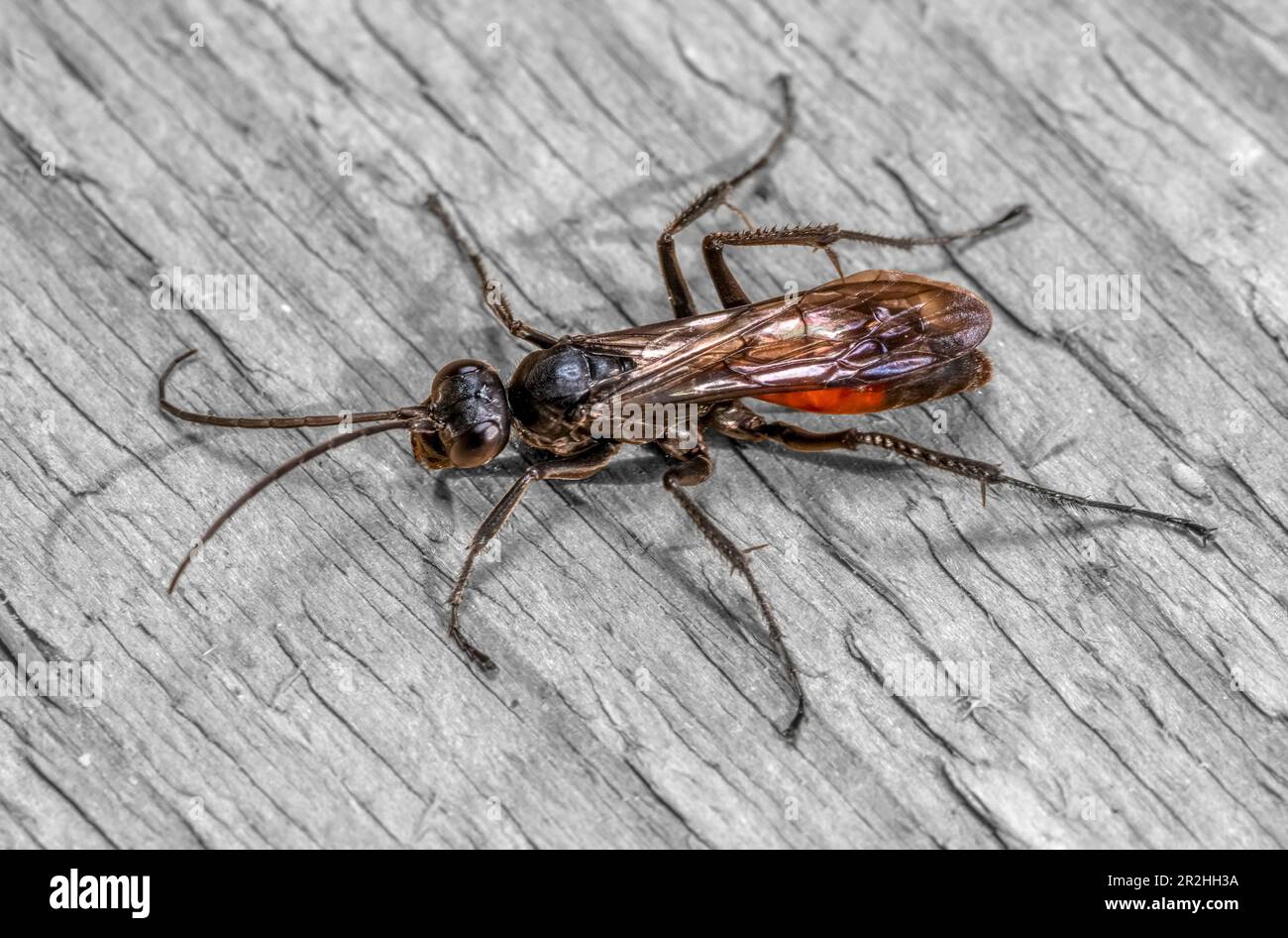 Closeup shot of a spider wasp on wooden ground Stock Photo - Alamy