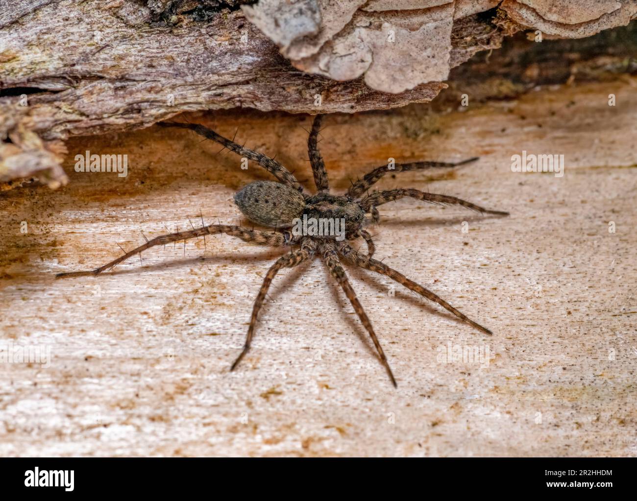 Brown wooden ambiance hi-res stock photography and images - Alamy