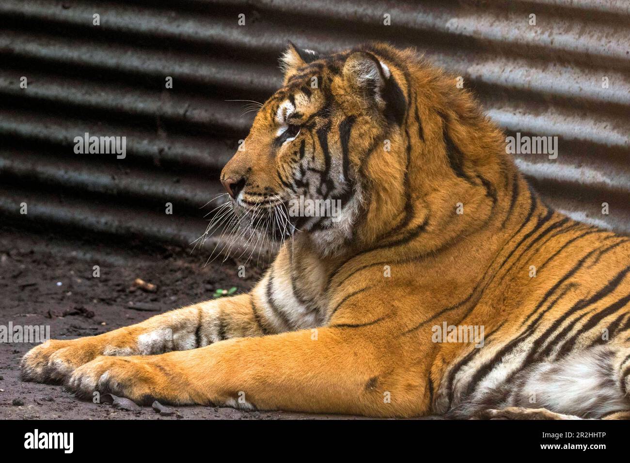 Bengal tiger in captivity Stock Photo - Alamy