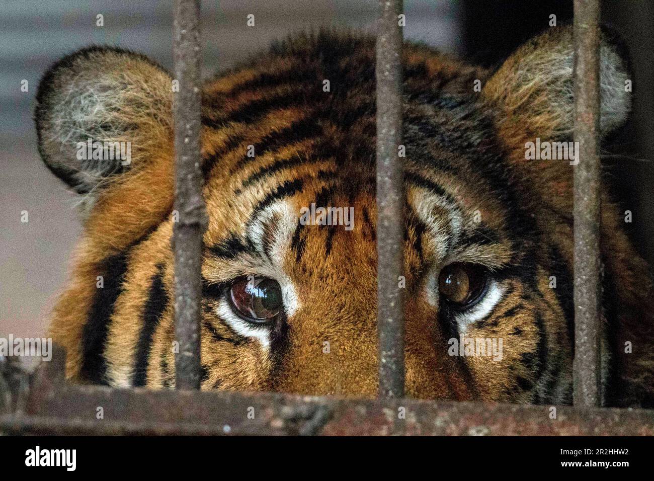 Bengal tiger in captivity Stock Photo - Alamy