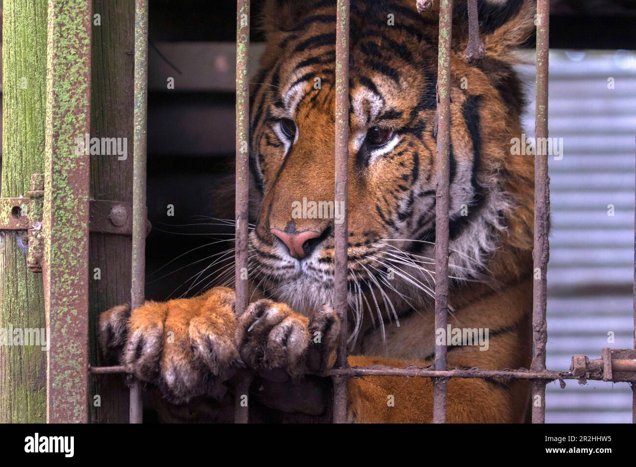 Bengal tiger in captivity Stock Photo - Alamy