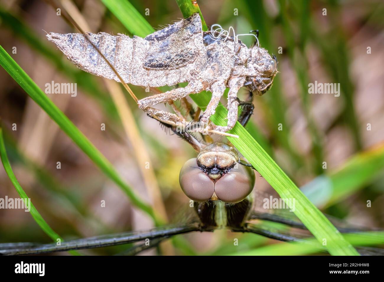 A female Spangled Skimmer (Libellula cyanea) has just emerged from her ...