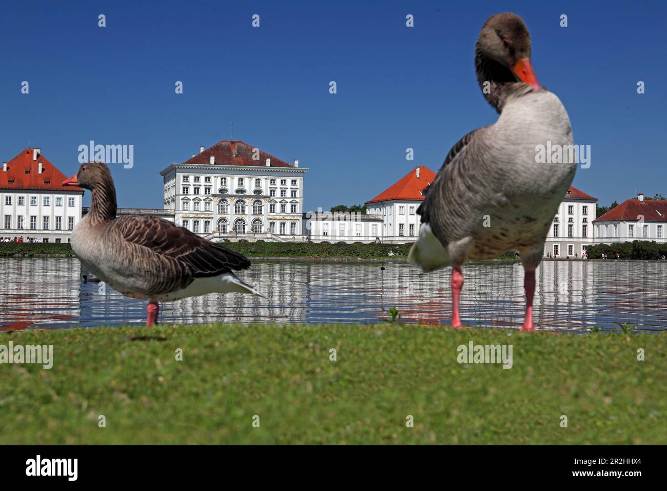 Duck preens itself in front of Nymphenburg Palace, Munich, Upper ...