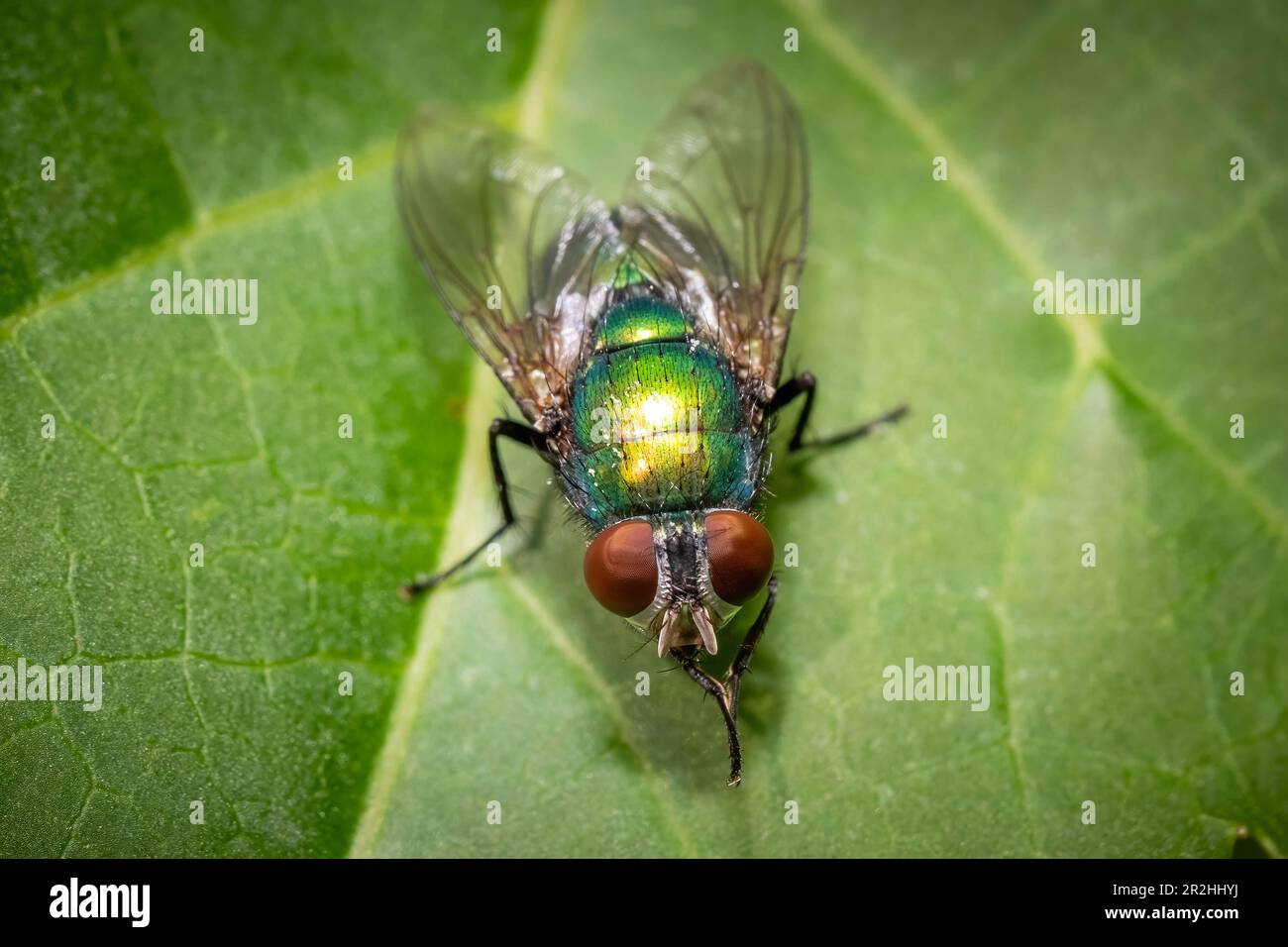 A Greenbottle Fly (Genus lucilia) grooms itslelf. Raleigh, North ...