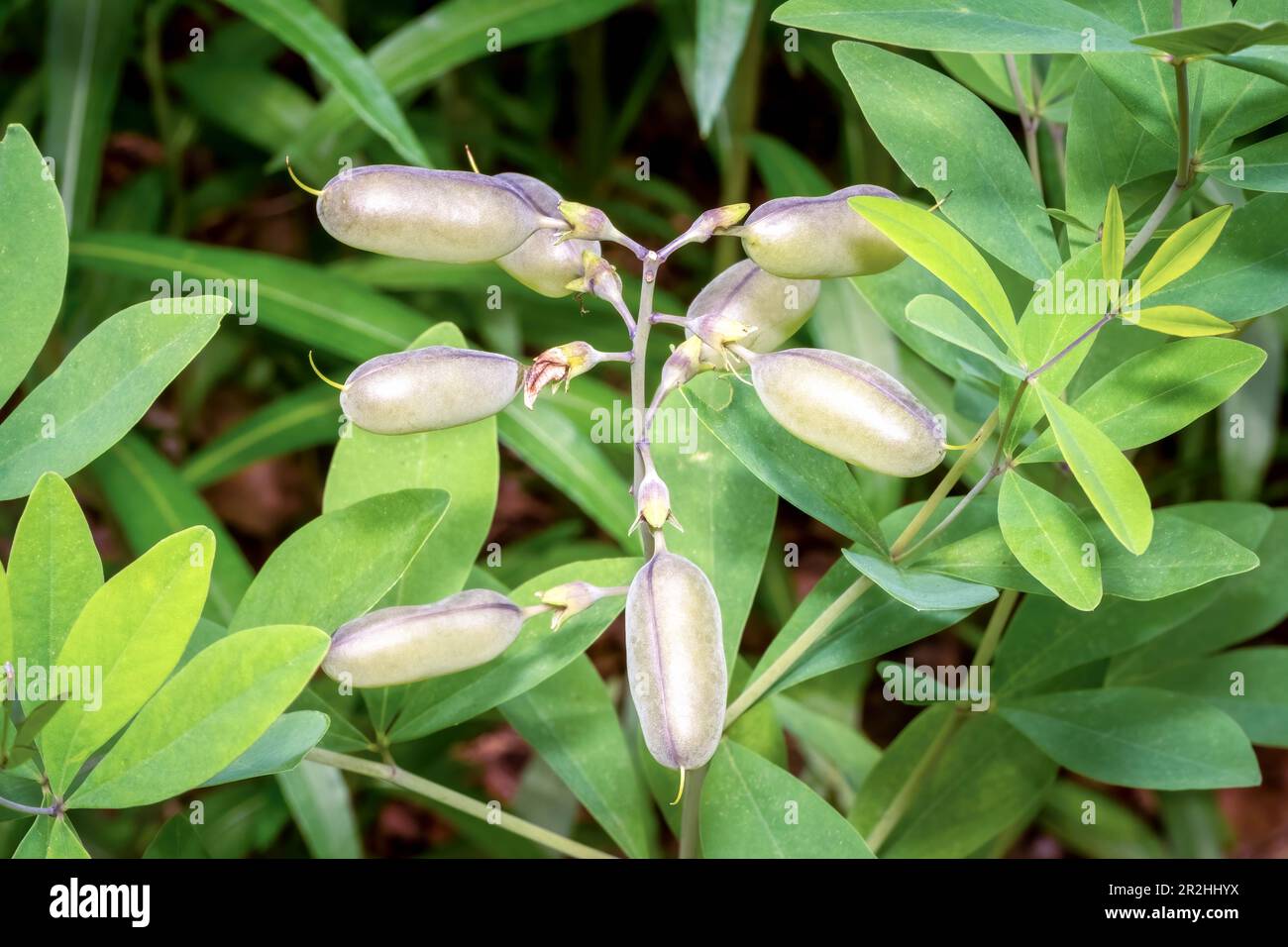 The inflated pods of Wild Indigo (Genus Baptisia). Raleigh, North ...