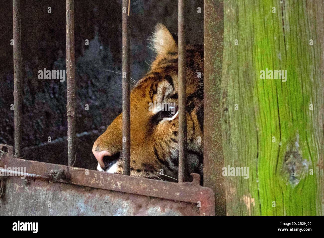Bengal tiger in captivity Stock Photo - Alamy
