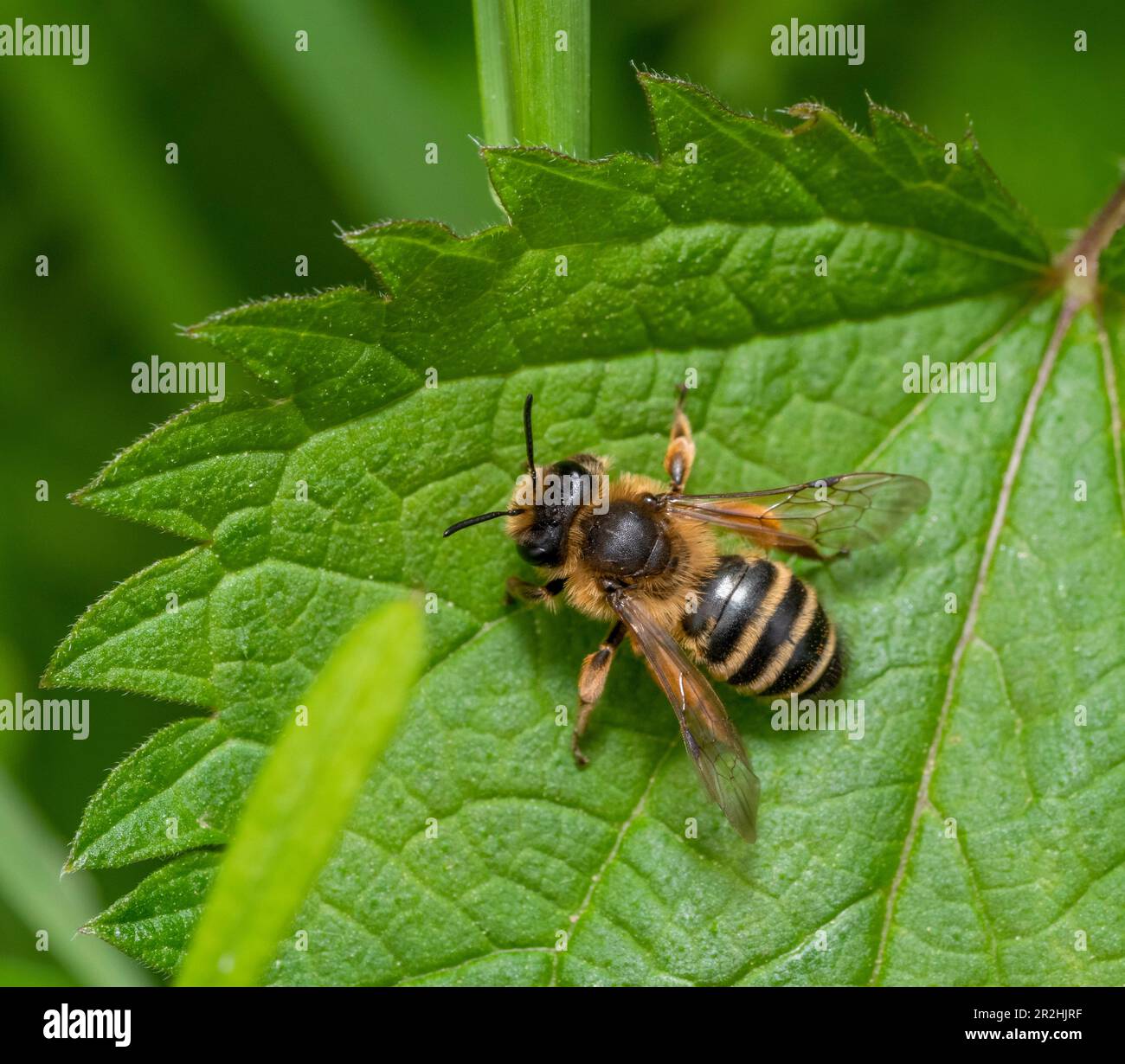 Sand bee hi-res stock photography and images - Alamy