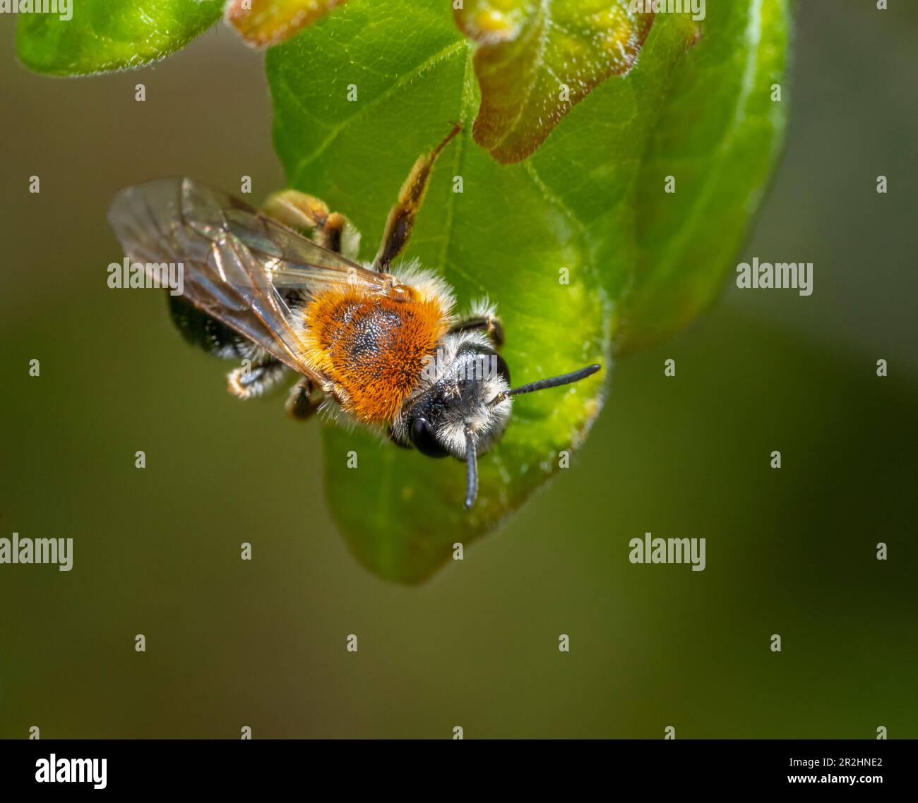 Mining bee on green leaf seen from above Stock Photo - Alamy