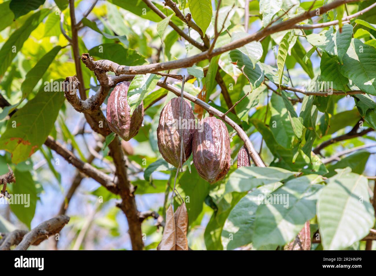 Cacao tree, Theobroma cacao, with fruit on São Tomé island in West ...