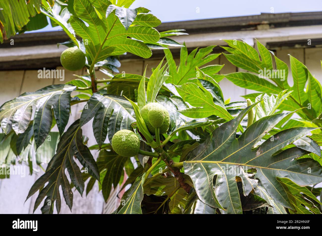 Breadfruit tree with fruit on São Tomé island in West Africa Stock ...