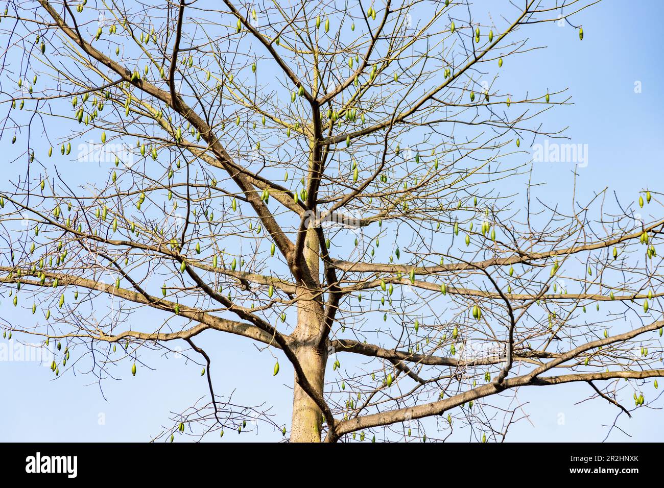 Kapok tree, Ceiba pentandra, with fruit on São Tomé island in West ...