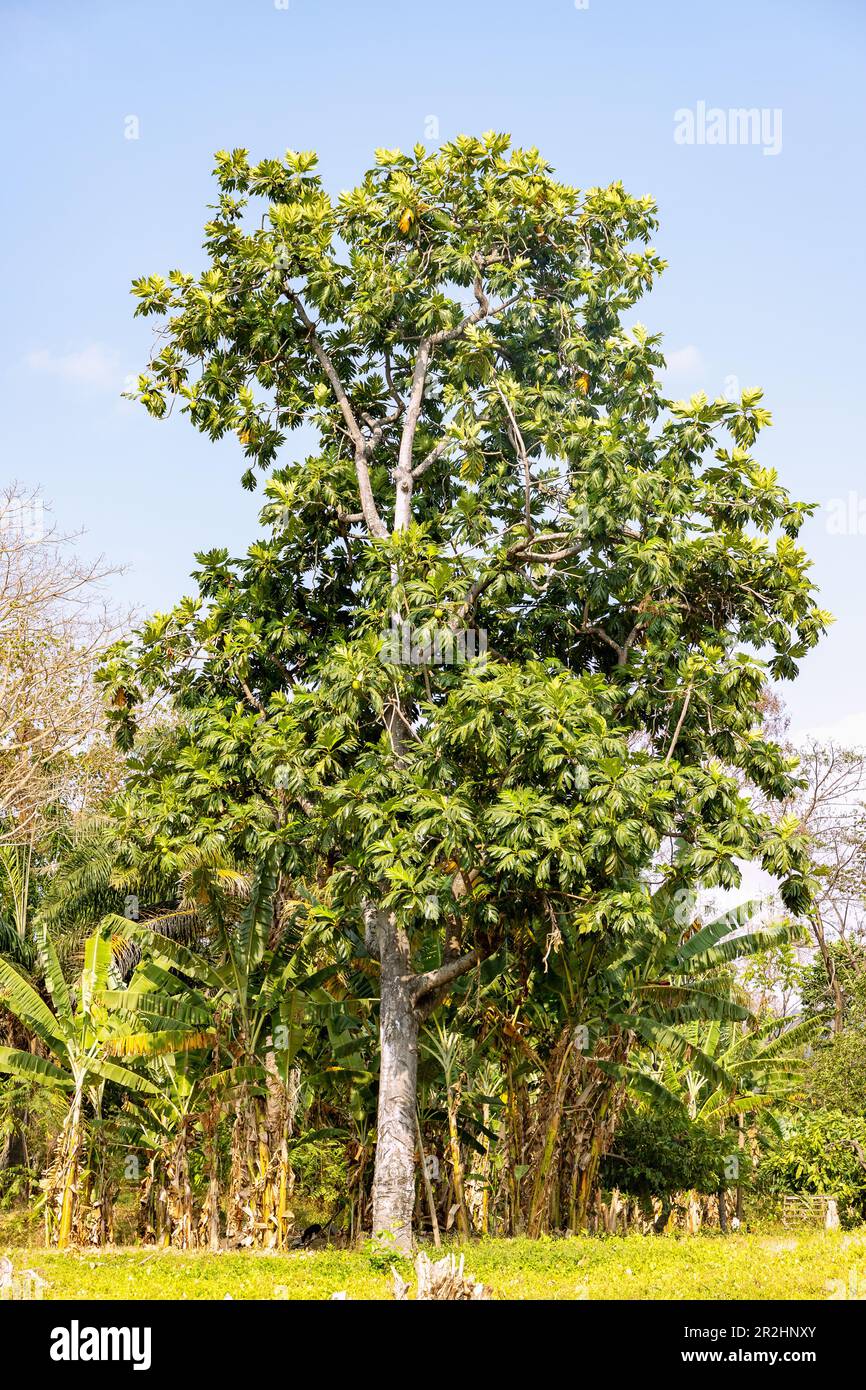 breadfruit tree; Artocarpus altilis, next to banana plants on São Tomé ...