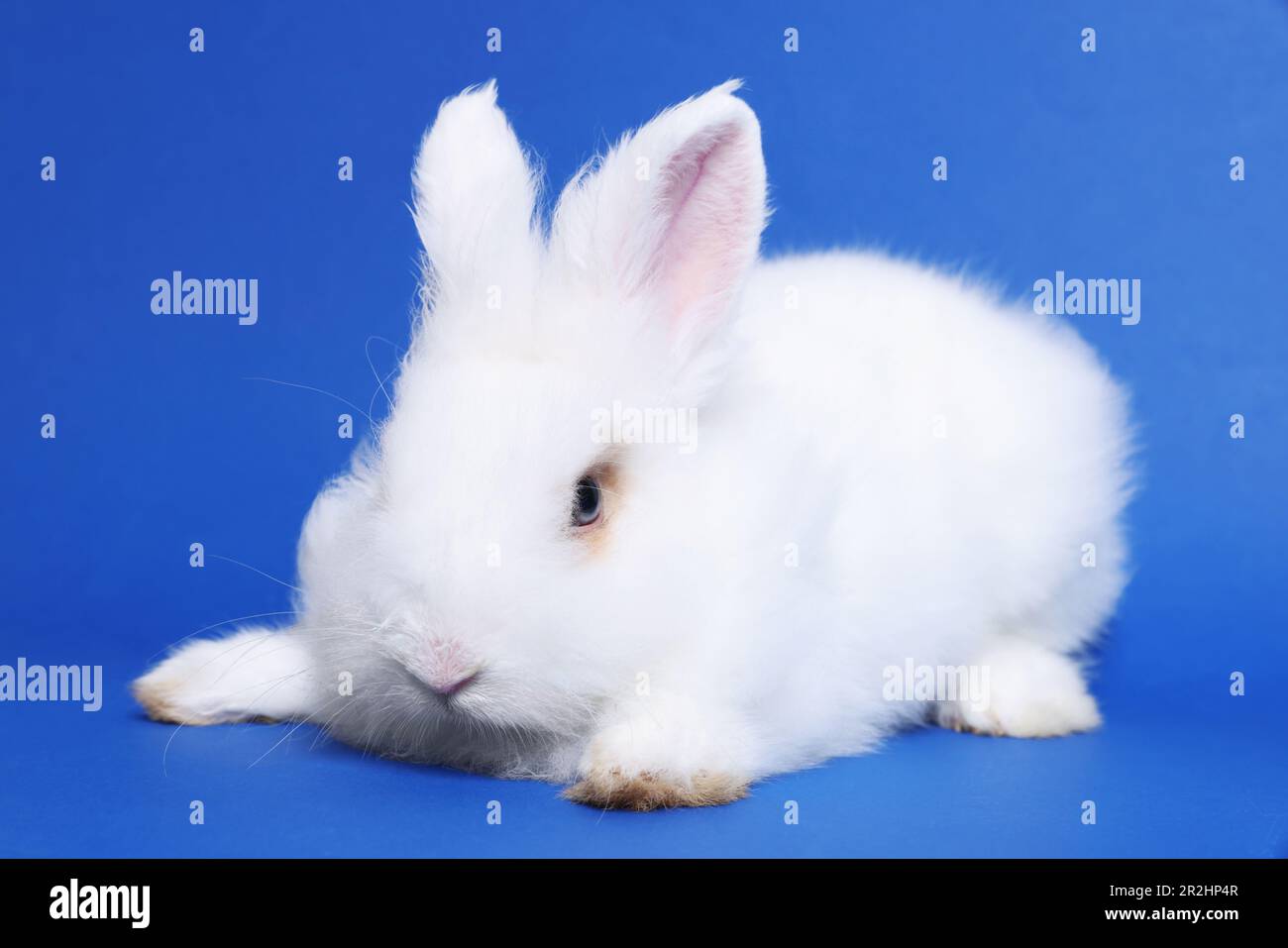 Blue background cute hi-res stock photography and images - Alamy