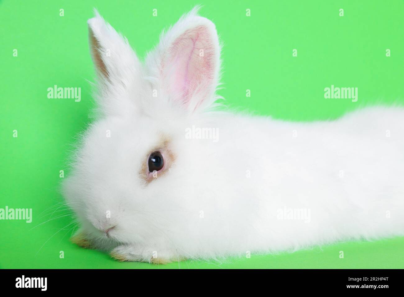 Fluffy white rabbit on green background, closeup. Cute pet Stock Photo ...