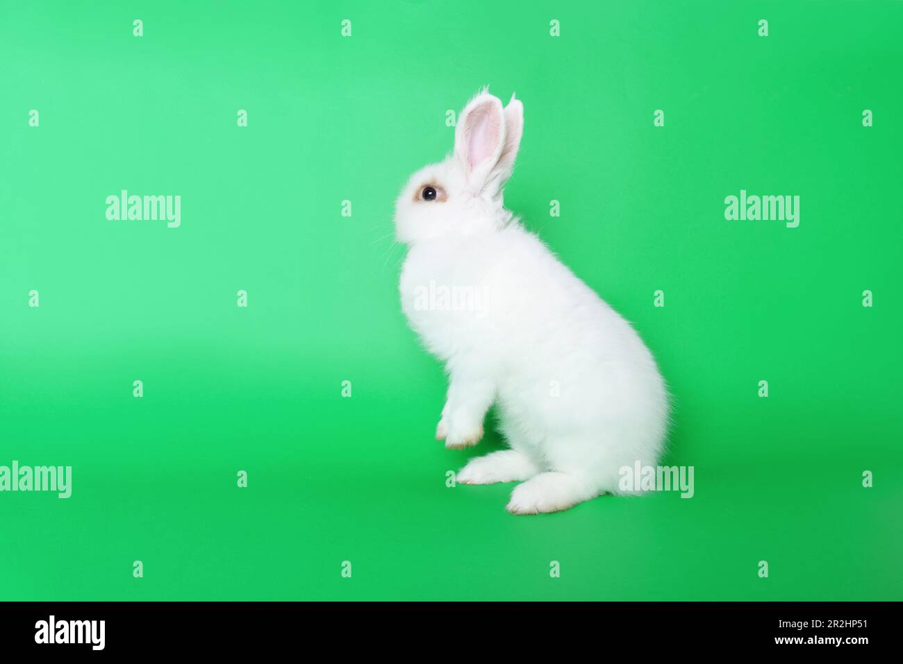 Fluffy white rabbit on green background. Cute pet Stock Photo - Alamy