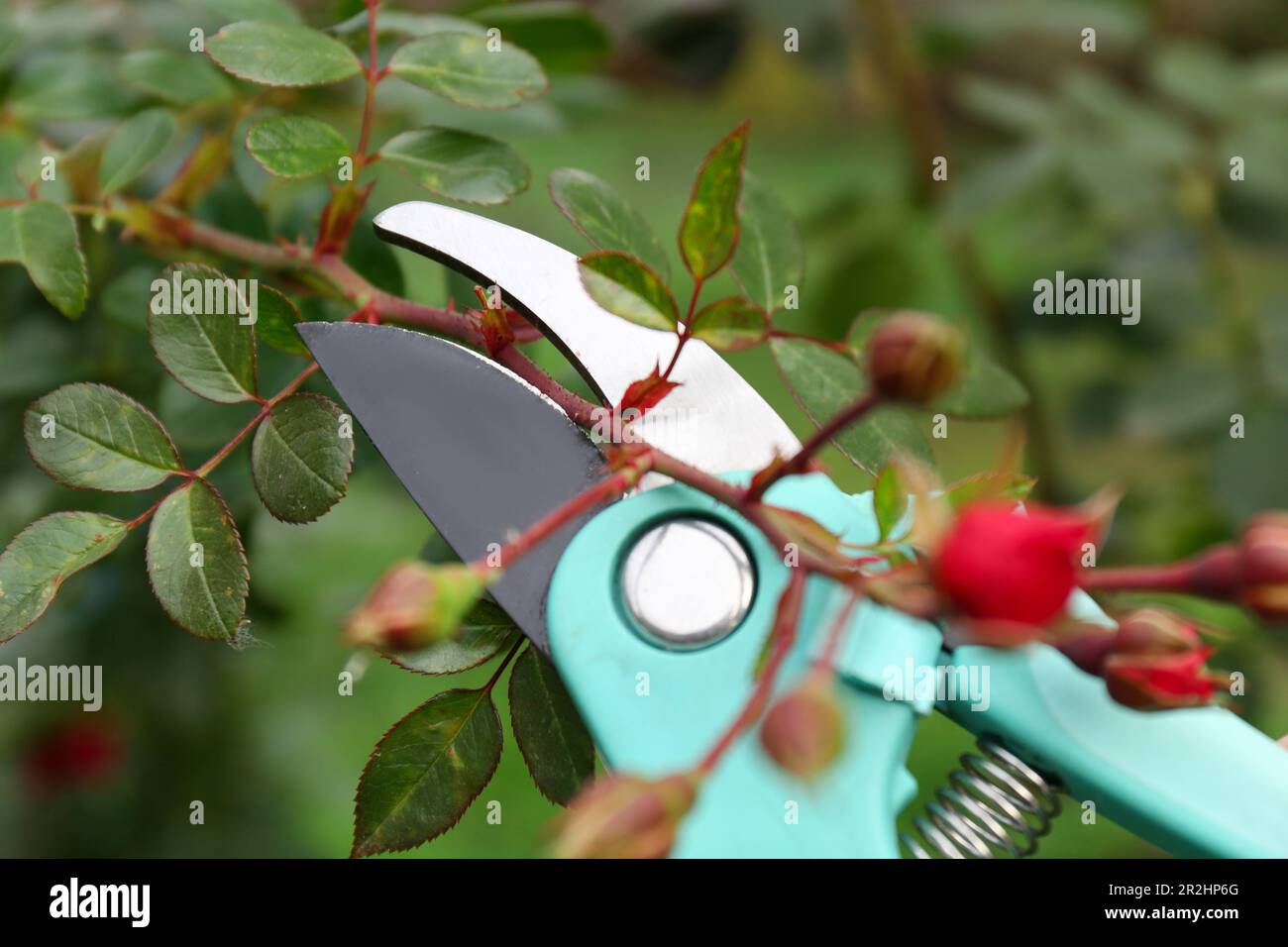 Cut flower trim stem hi-res stock photography and images - Alamy