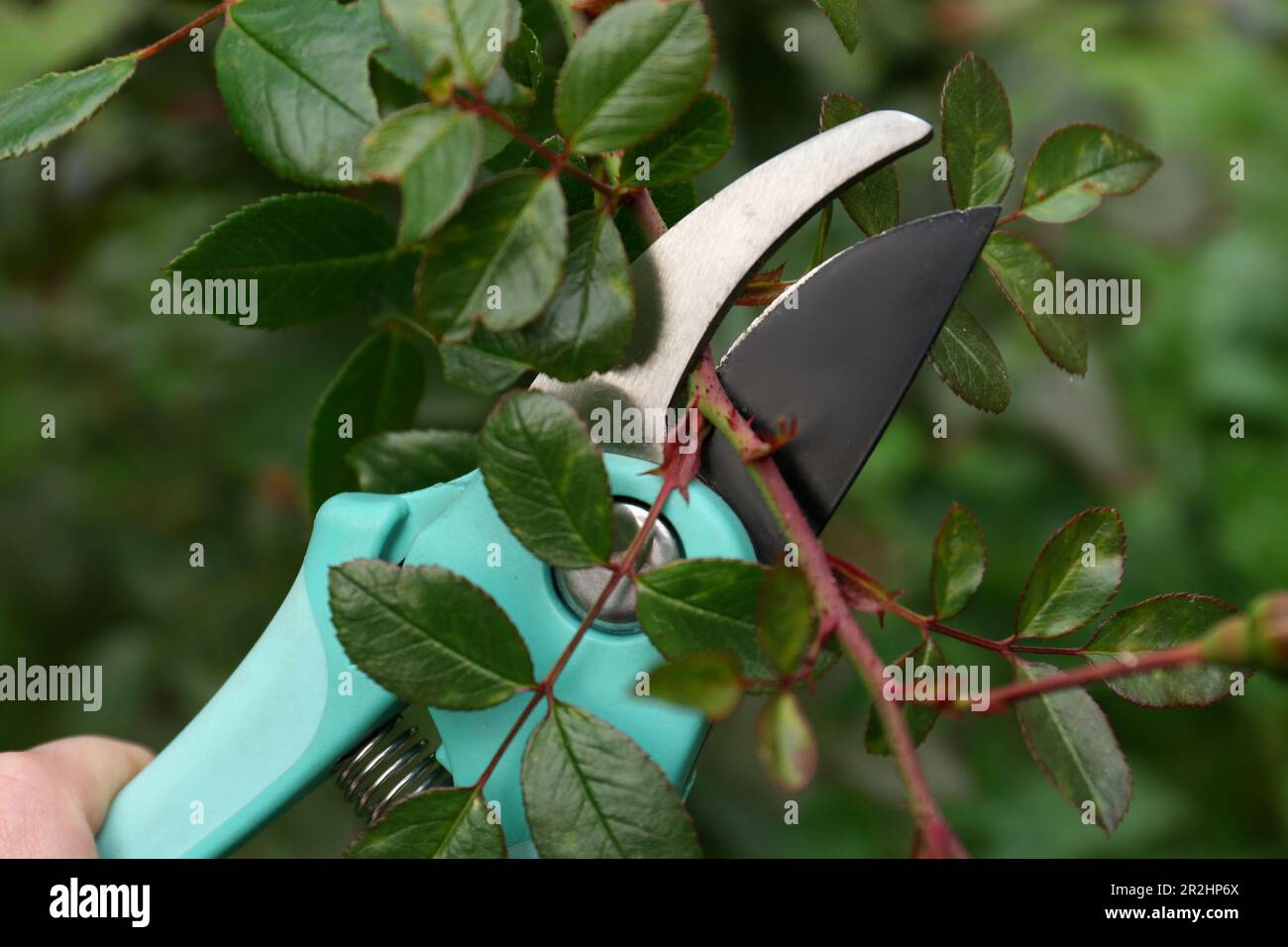 Pruning tree branch by secateurs outdoors, closeup Stock Photo - Alamy