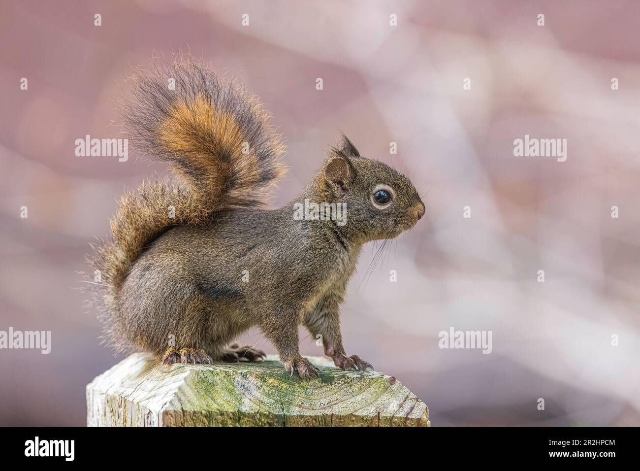 American red squirrel tree hi-res stock photography and images - Alamy