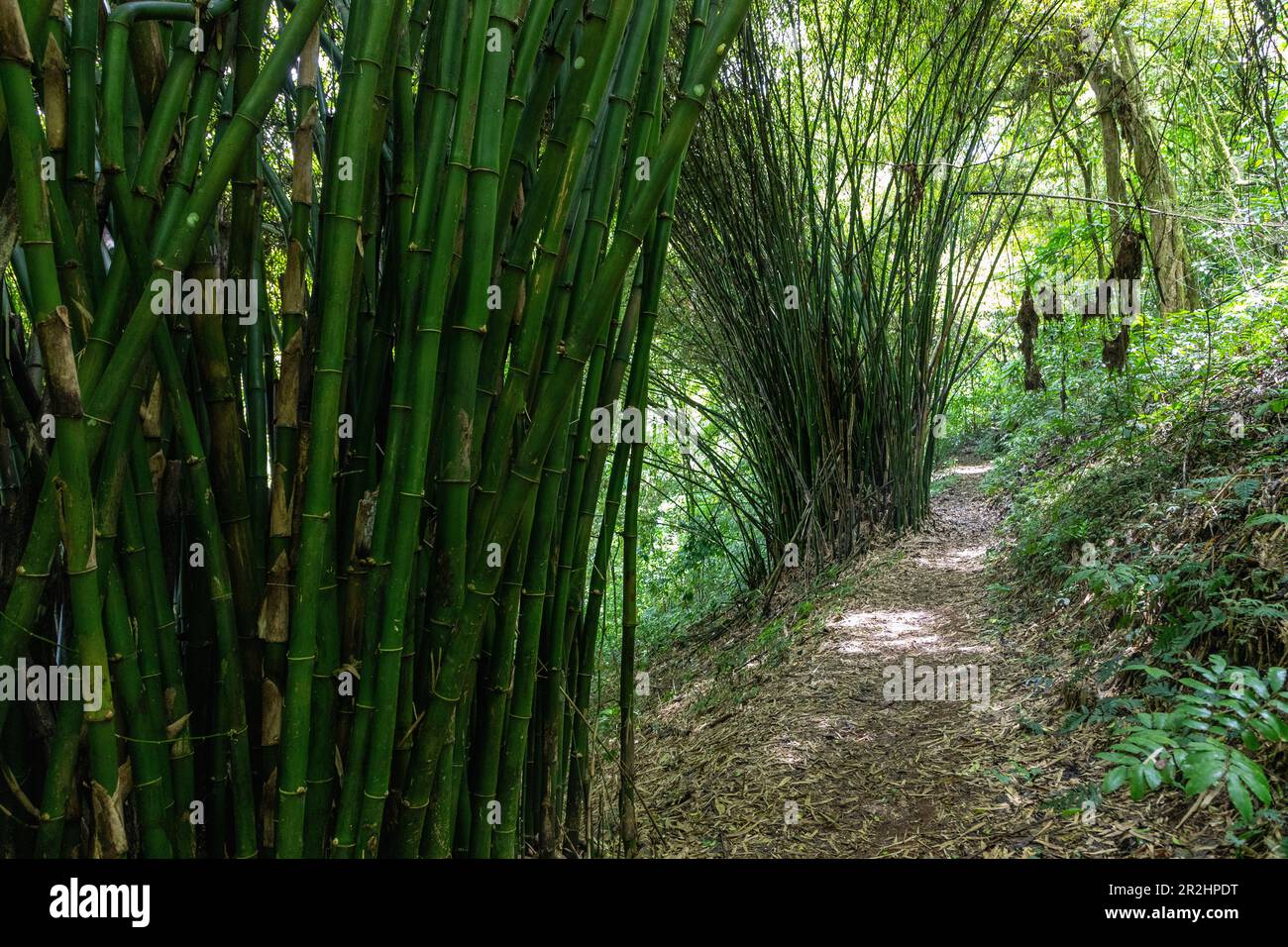 Bamboo bushes along the hiking trail to Lagoa Amélia in the Obô Natural ...