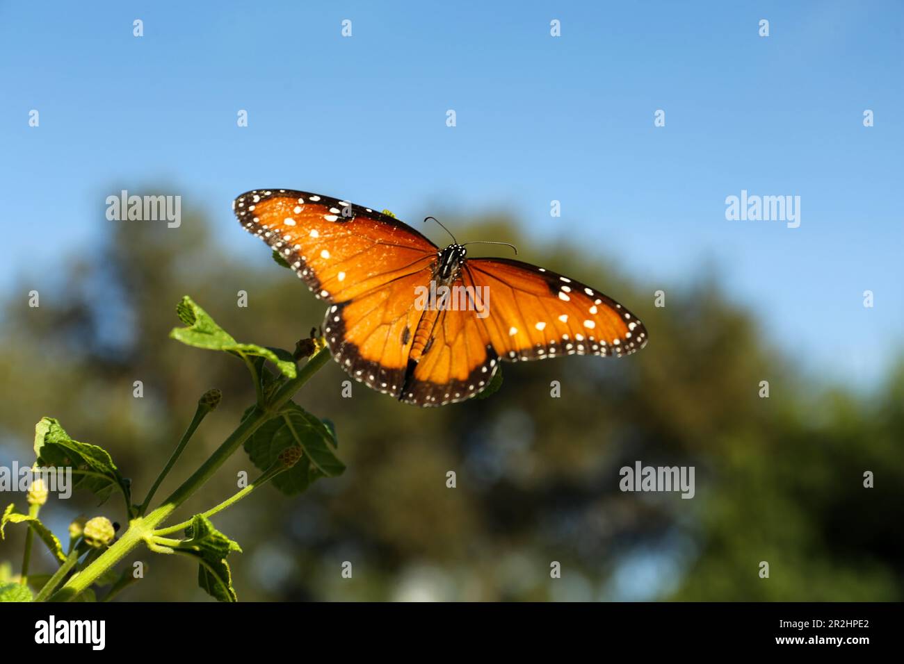 Beautiful orange monarch butterfly hi-res stock photography and images ...