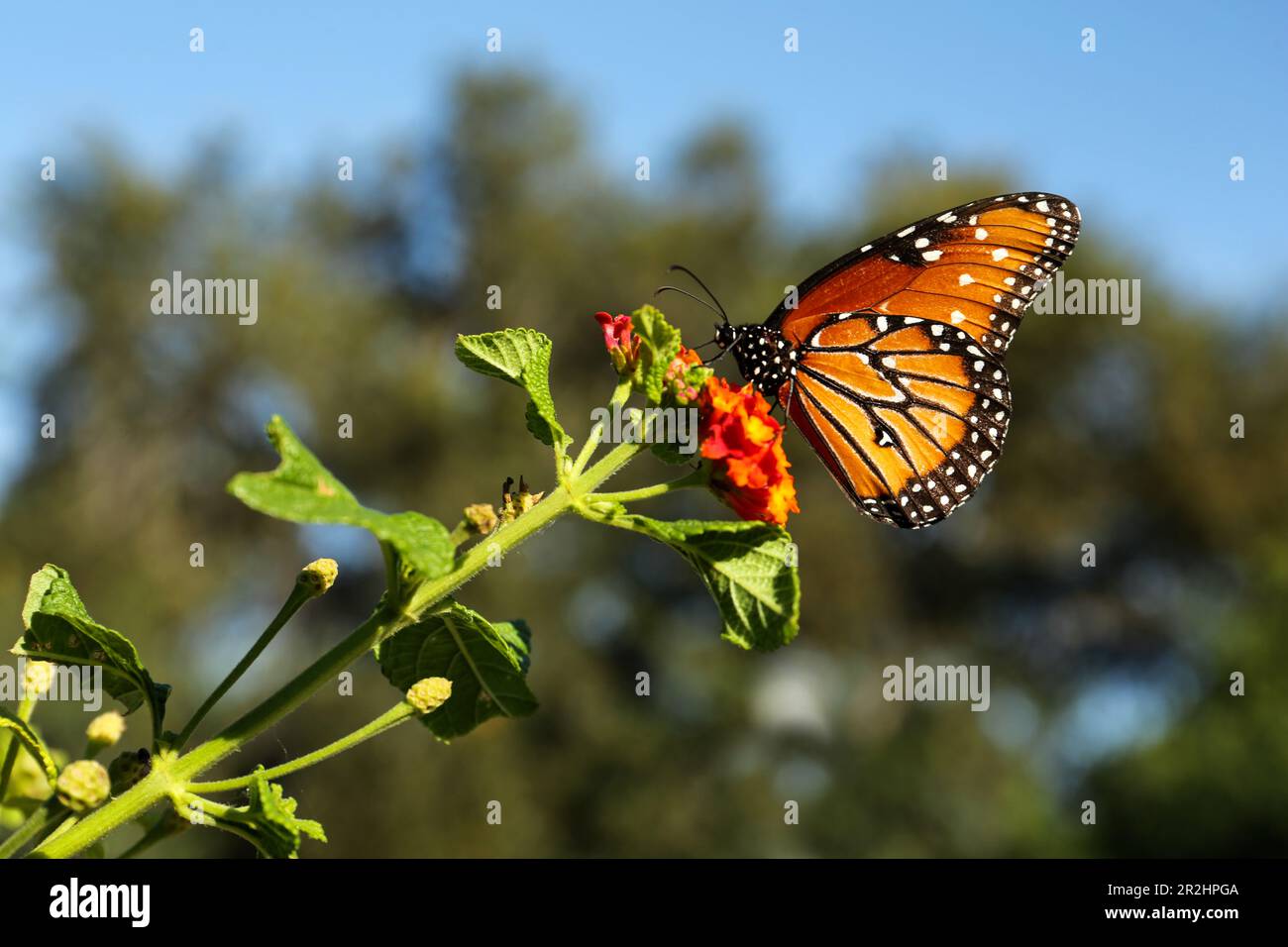 Beautiful orange Monarch butterfly on plant outdoors Stock Photo - Alamy