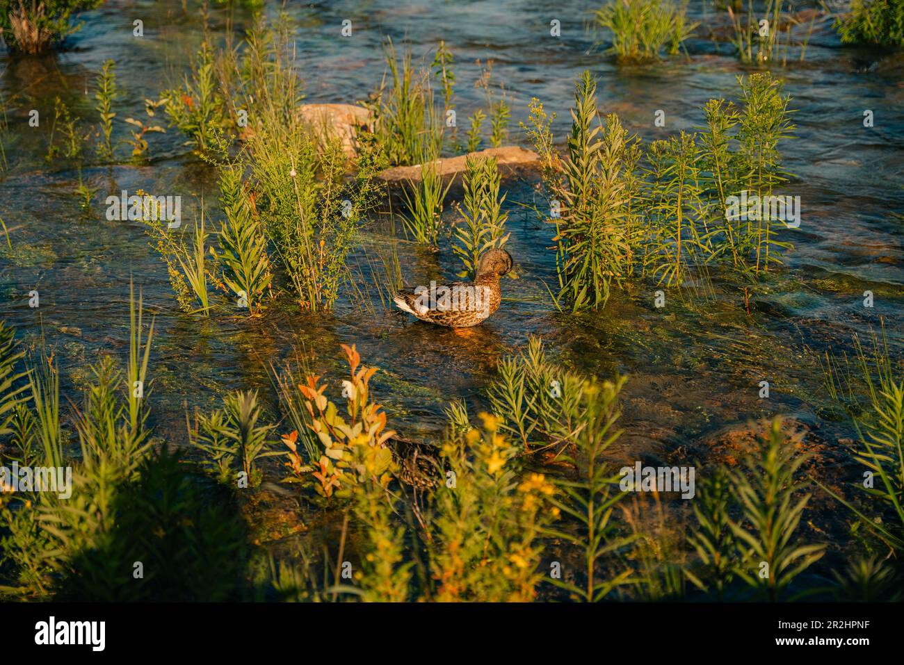Whitefish Island River Viewpoint in Sault Ste. Marie, CANADA. High ...
