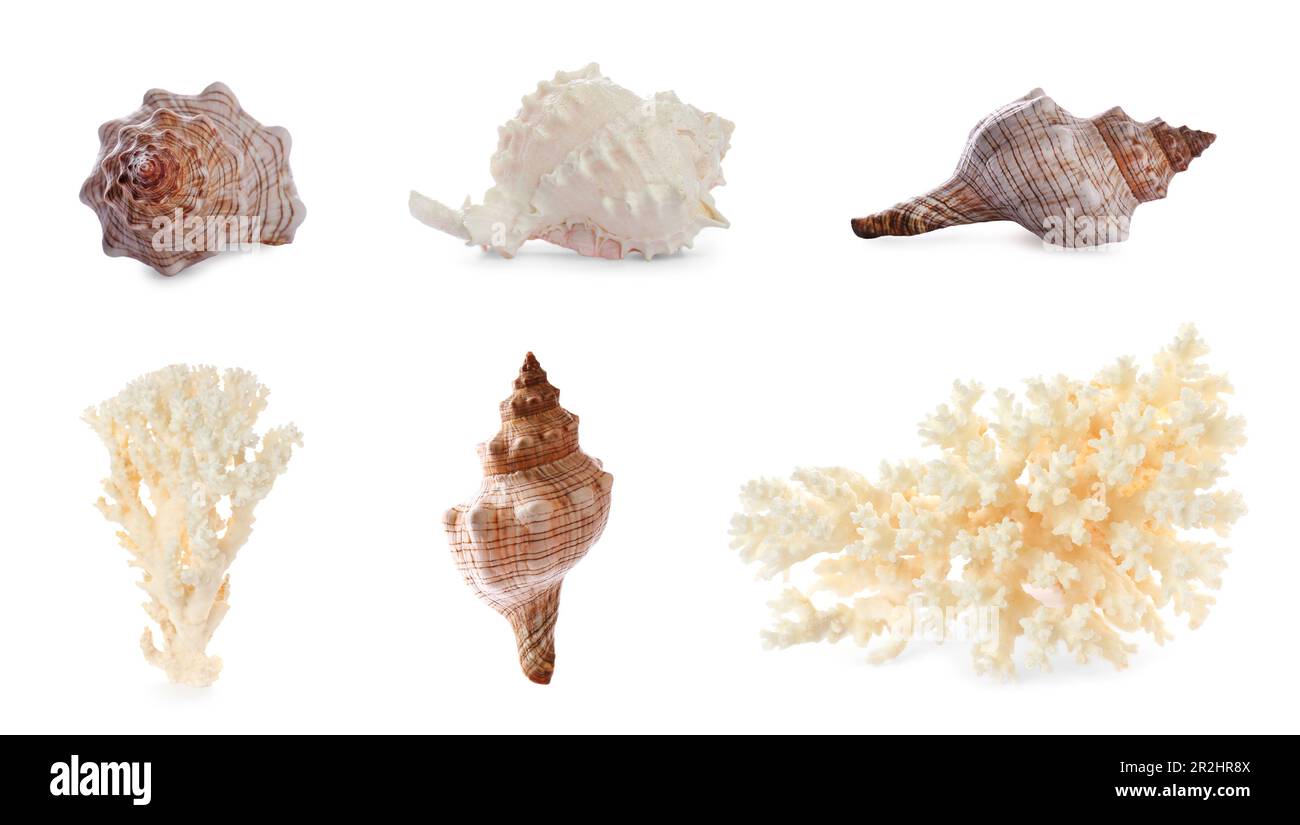 Set of different exotic sea shells and dry corals on white background ...